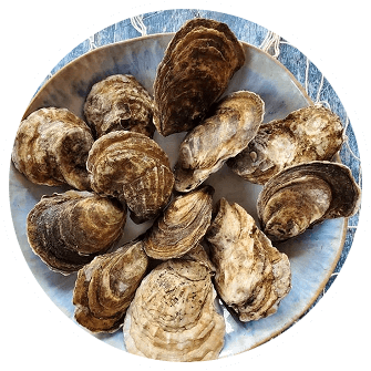 Fresh Chesapeake Bay Shell-On Oysters - Capt Rods Sea Food